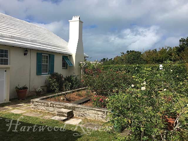 Hartwood Roses: Beautiful Bermuda