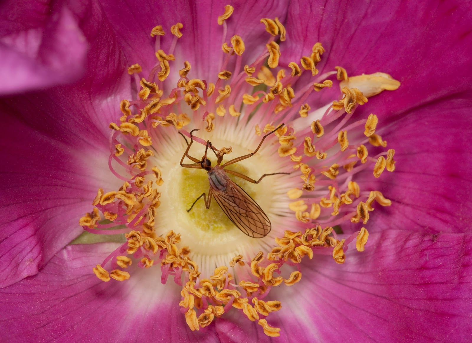 Irish Wildlife Photography: A bug's life