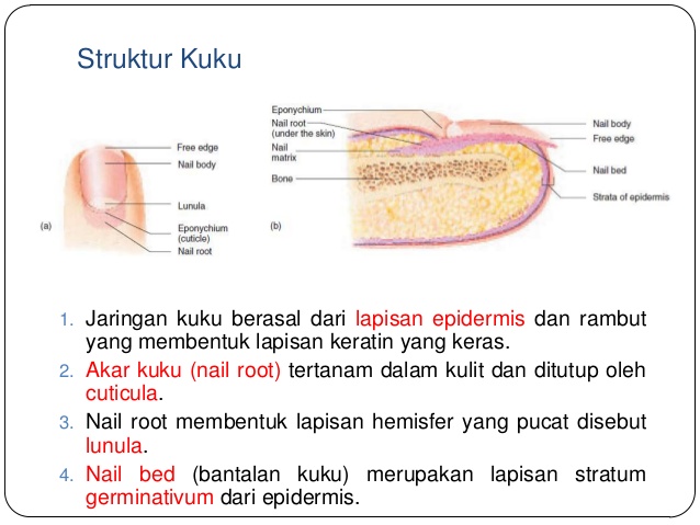 Maria Poppy's Blog: Sistem Integumen