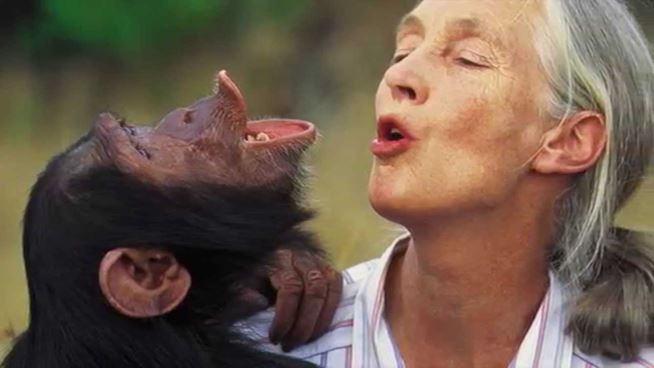 Jane Goodall: la donna che ha cambiato il mondo studiando gli animali