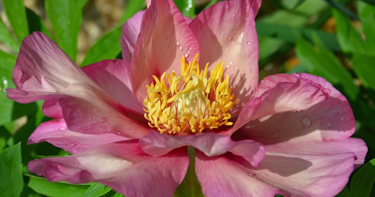 Southern Peony: 2016 Peony 'Takara' (Treasure) Best Performer - Week 5