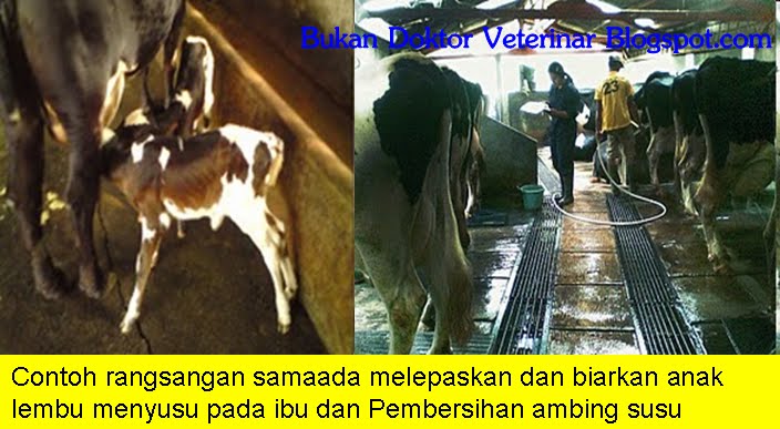 bukan doktor veterinar: Proses Pemerahan Susu Lembu Tenusu