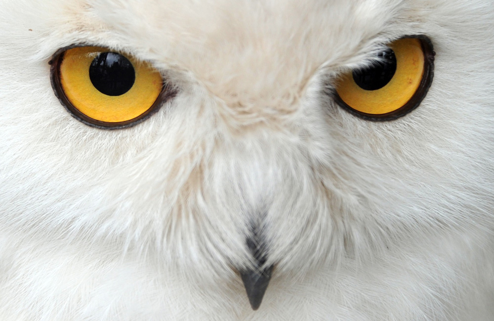 SCAGLIE: Snowy Owls Migration