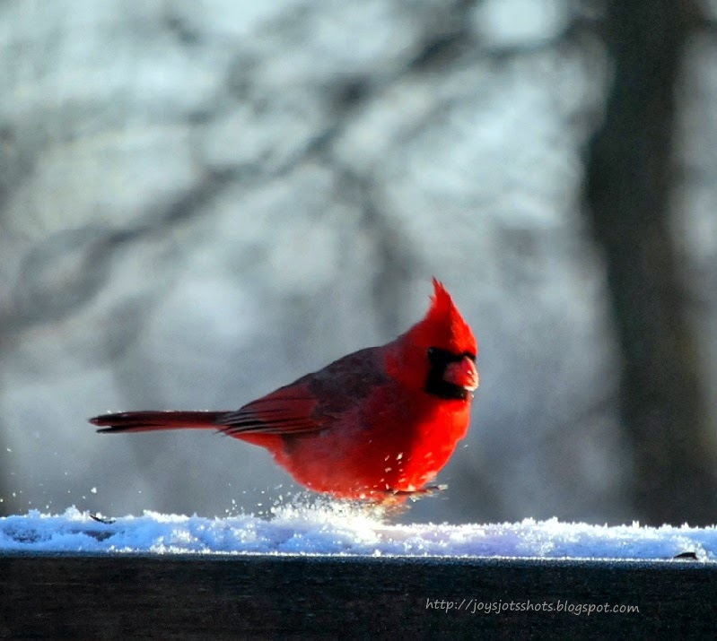 Joy's Jots, Shots & Whatnots: Friday Foto #8 ~ I Feel Like Dancing or ...