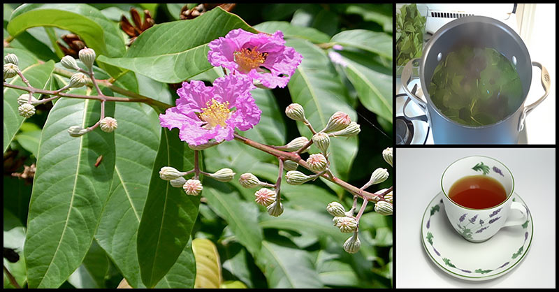 Health Benefits of Banaba Leaves | Dr Farrah MD