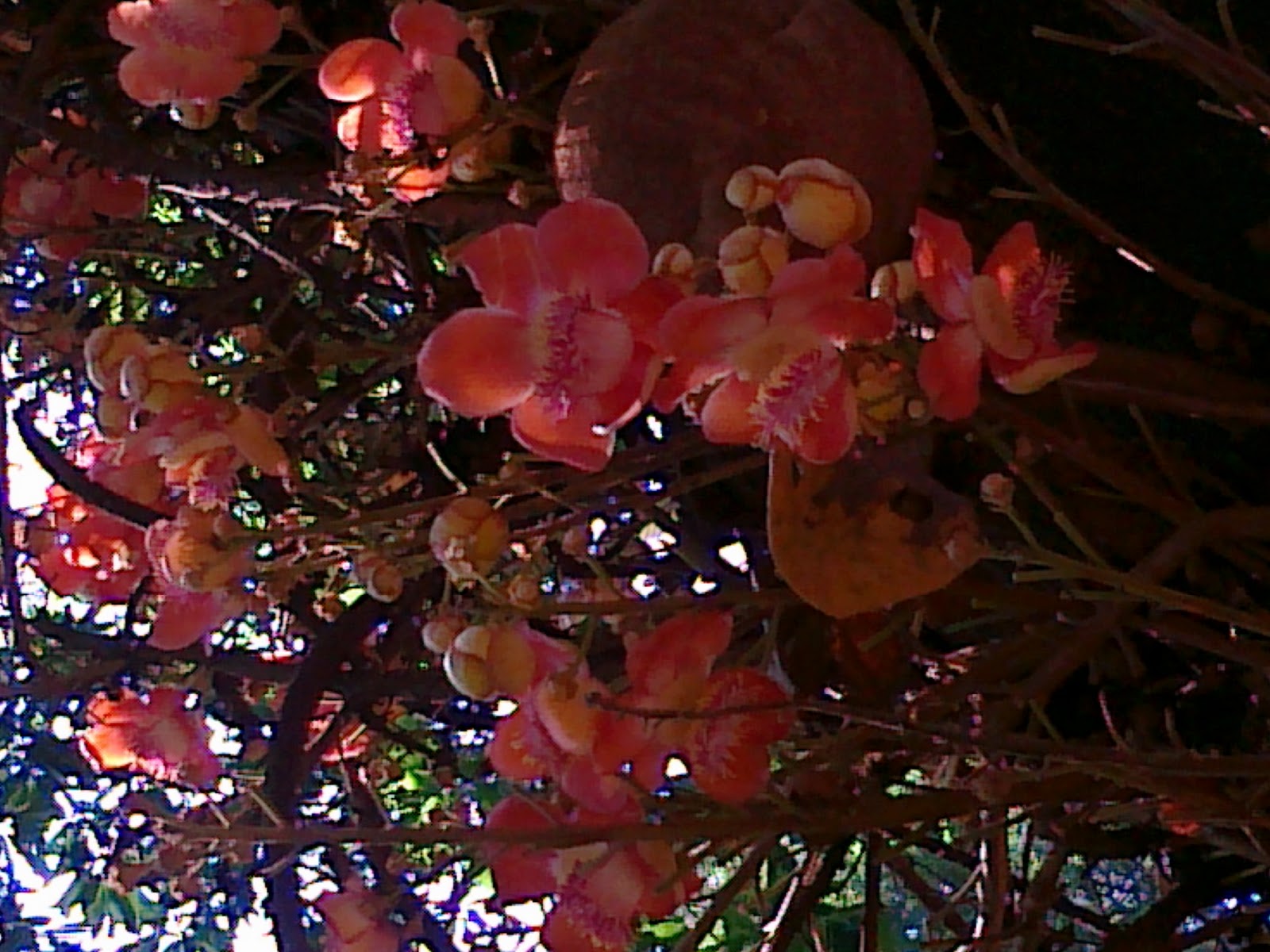 PURANIC OR HISTORIC: NAGA LINGA TREE