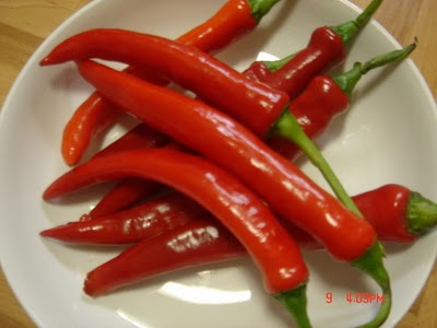 Bumi Hijau: Manual Penanaman Cili Merah