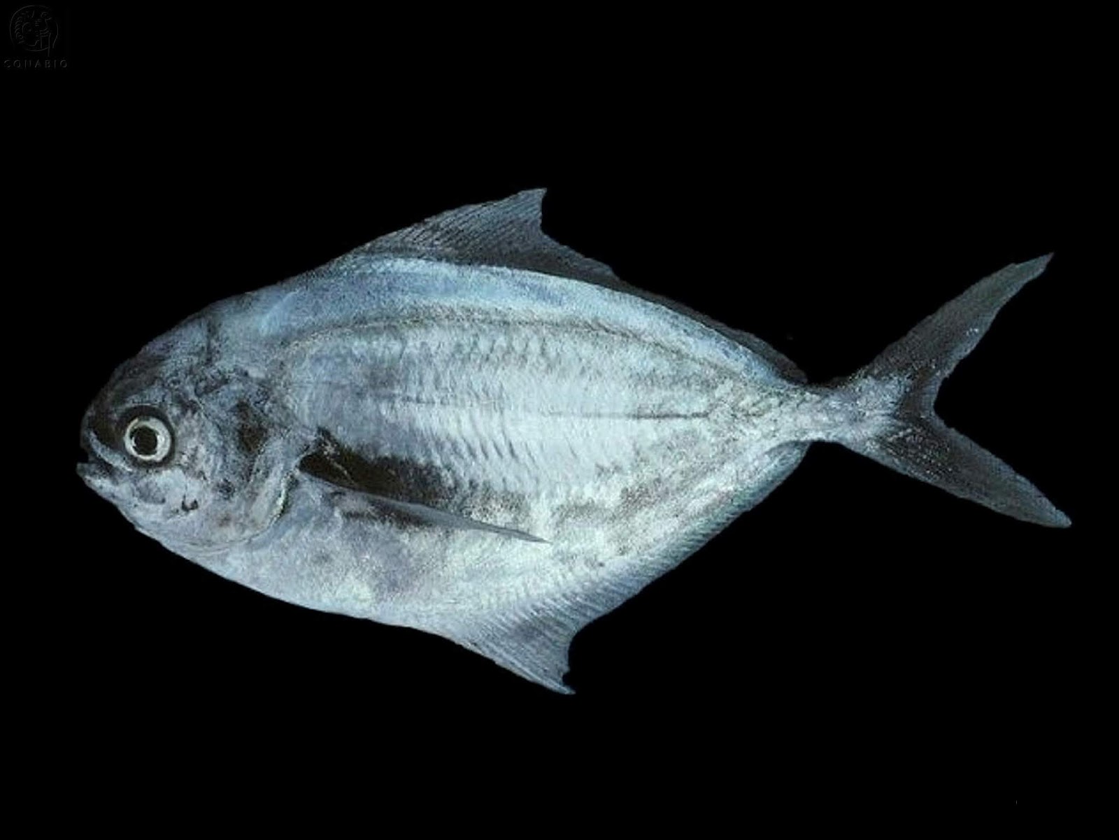 Artes de Pesca: ACTINOPTERYGII