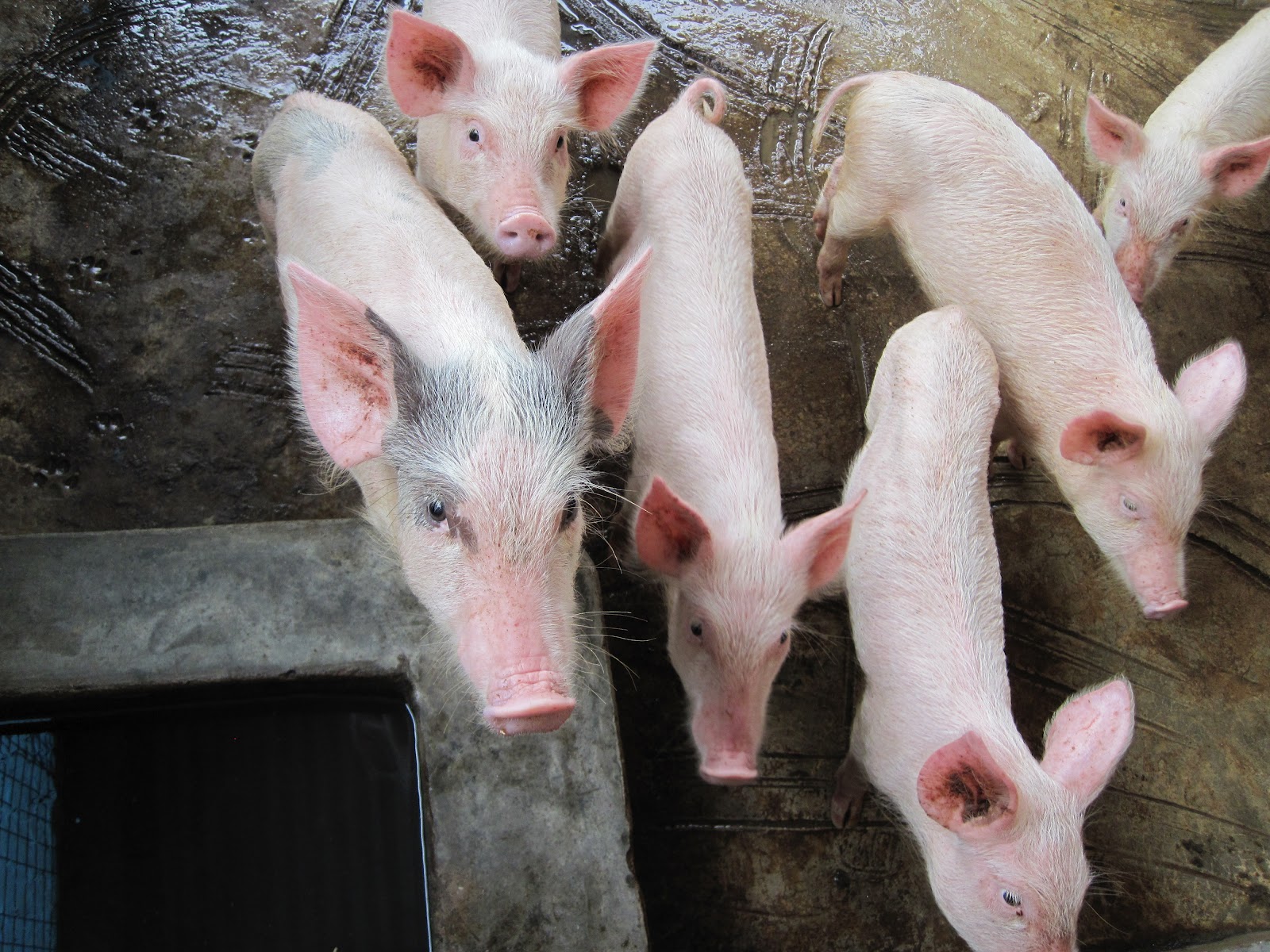 Country Gourmet Traveler: Exploring Ghana; Visiting an organic pig farm