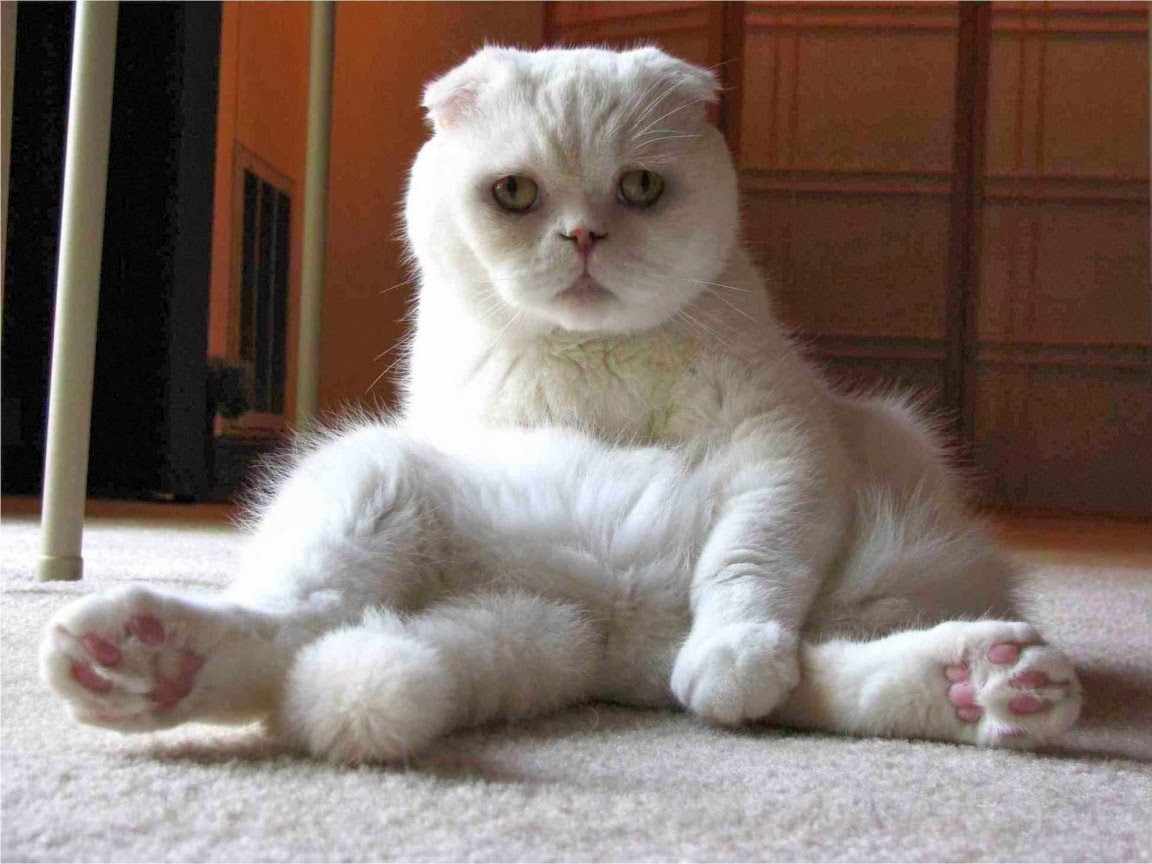 Kucing Scottish Fold