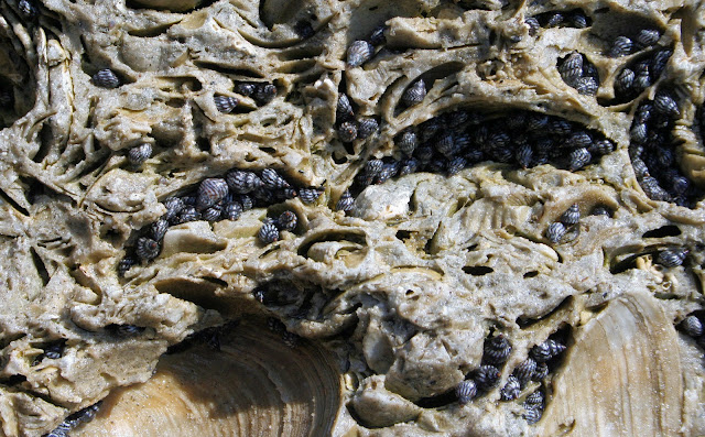 Hoot Owl Karma: Periwinkle Paleontologists