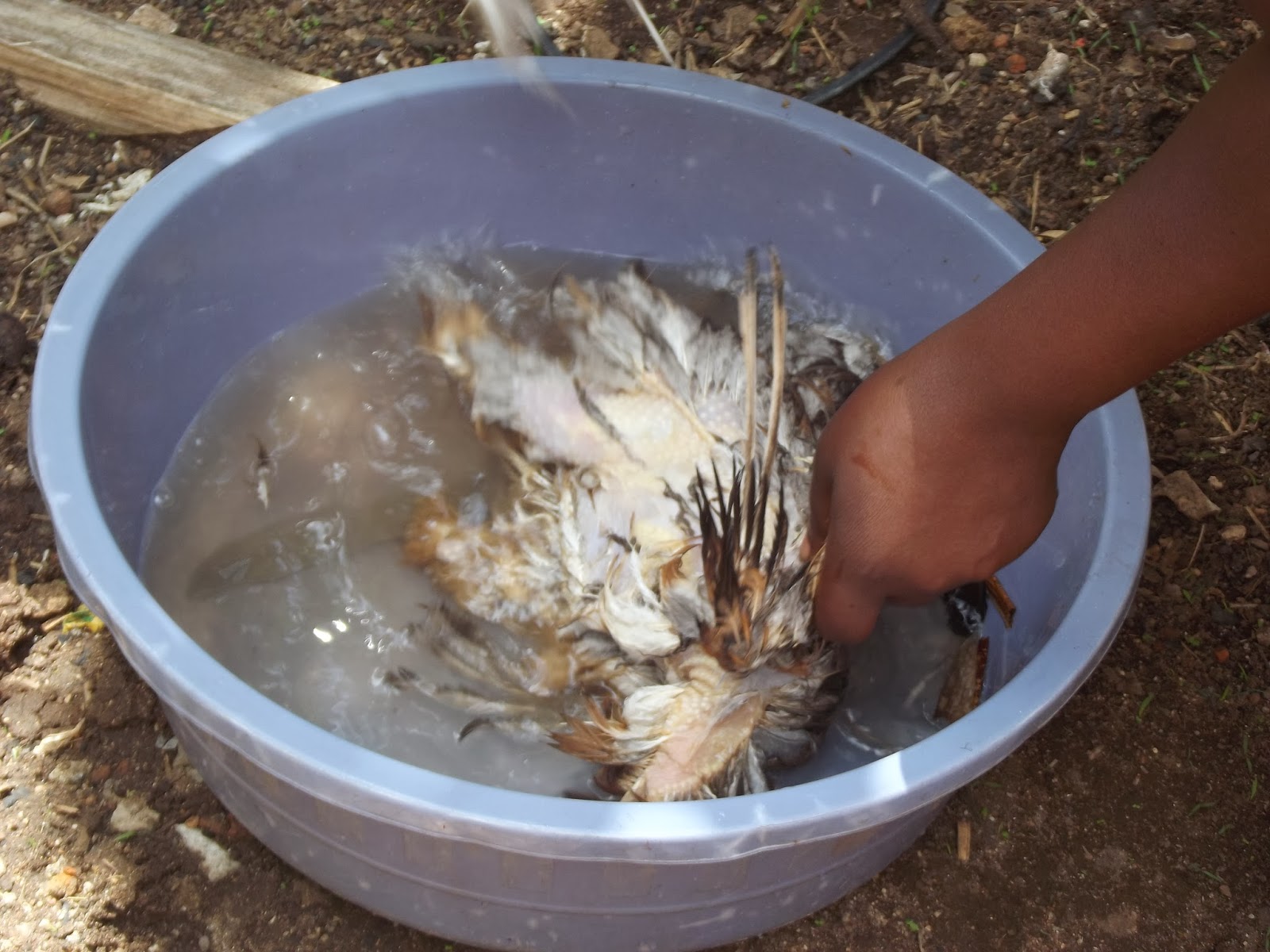 Adventure's in Tanzania: How to slaughter a chicken