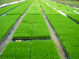 MEMBUAT PERSEMAIAN PADI UNTUK PENANAMAN DENGAN RICE TRANSPLANTER ...