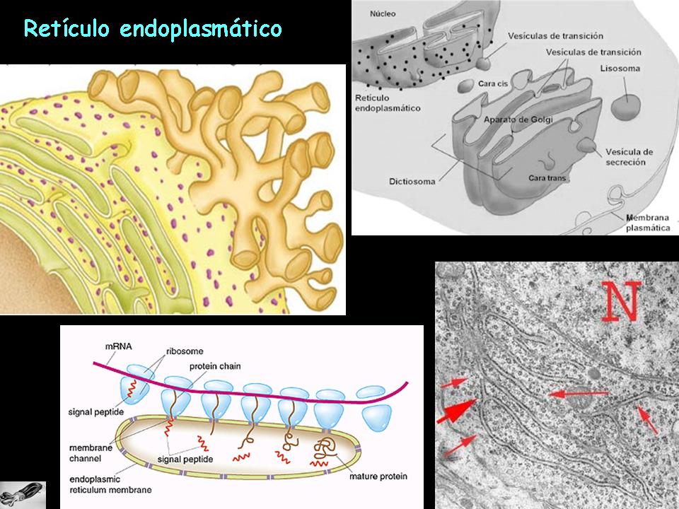 ...y la vida evolucionó: Ribosomas, retículo endoplasmático rugoso (RER ...