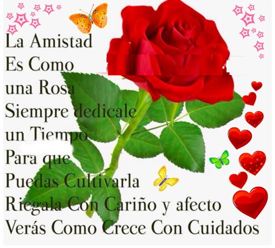 Frases Romanticas: la amistad es como una rosa