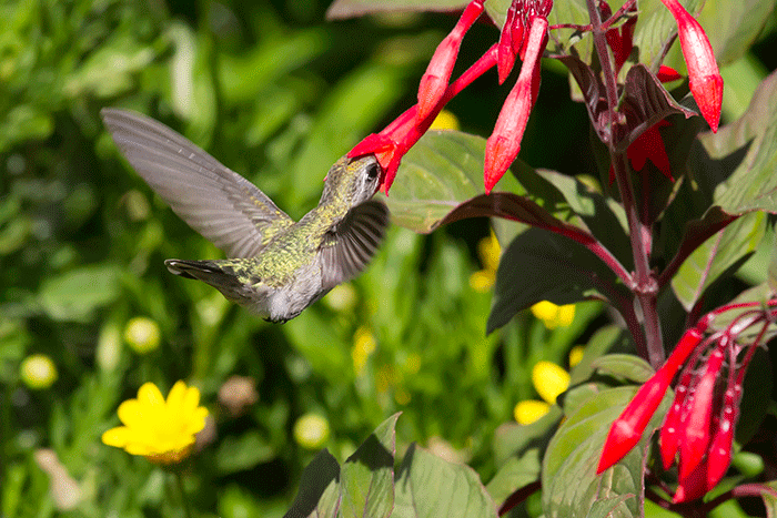 Flowers Hummingbirds Fuchsia 1920x1200