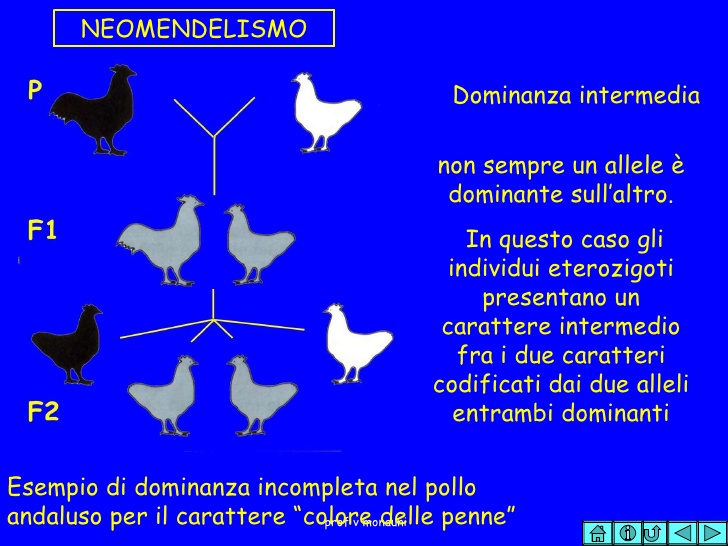 la breda in rete: 3A - Mendel la dominanza incompleta: esercizio