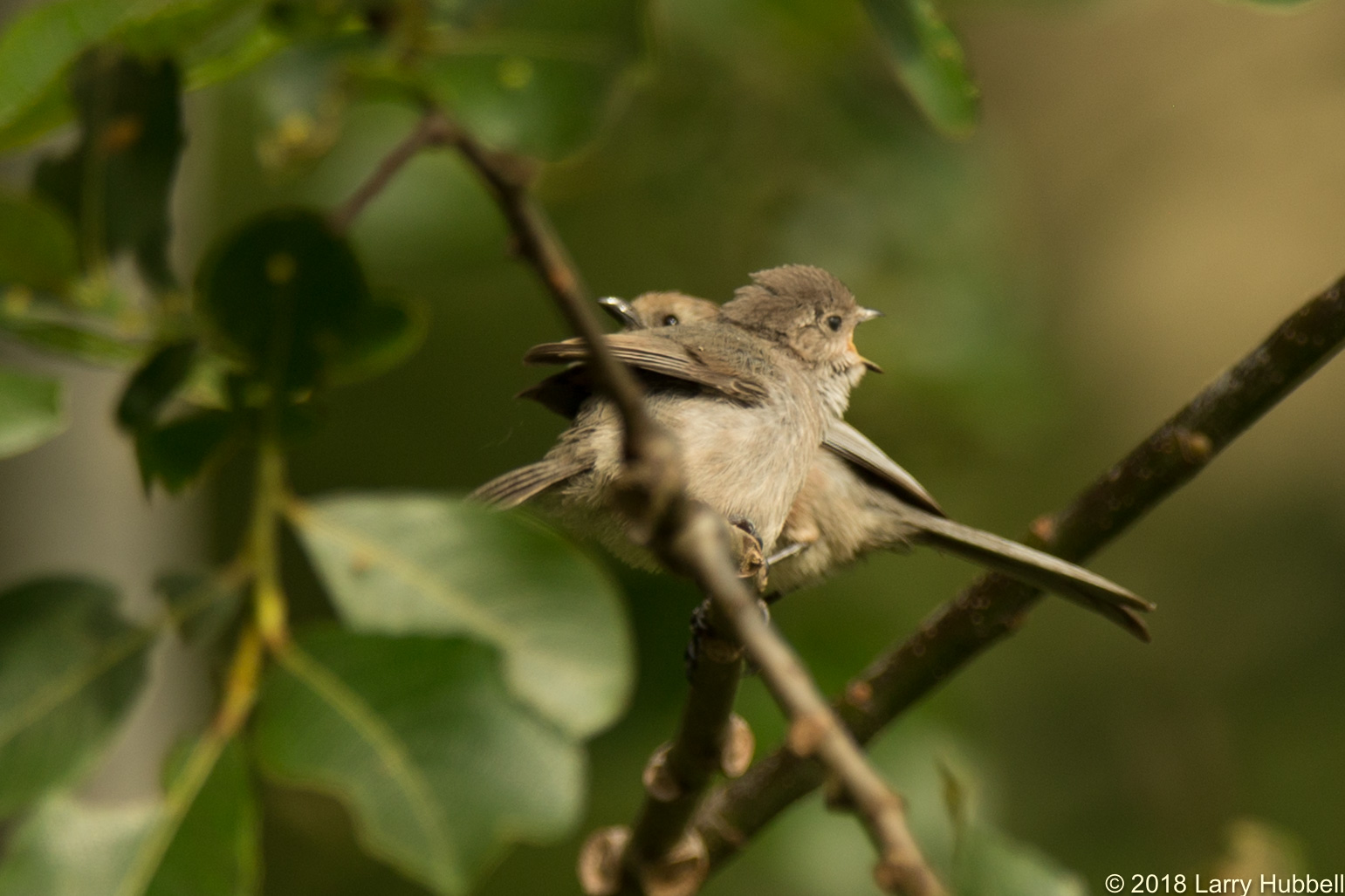 Union Bay Watch : A Bushtit Mystery