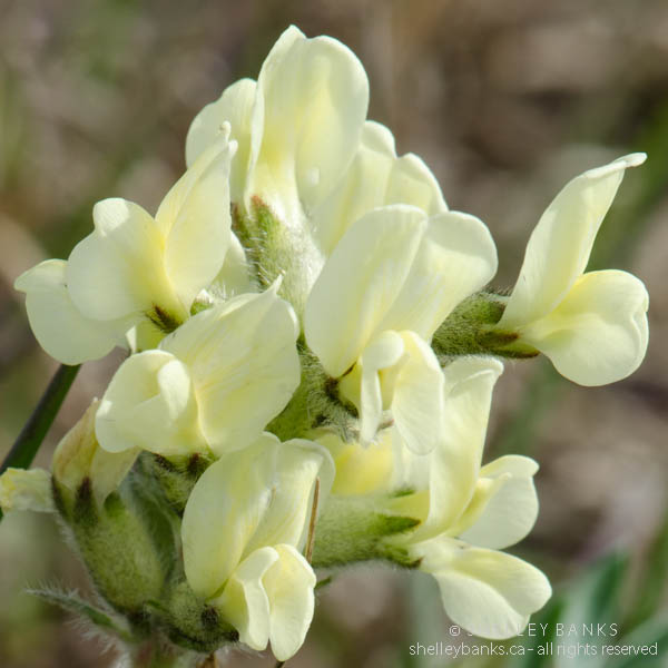Prairie Wildflowers: Early Yellow Locoweed: Creamy Yellow Flowers