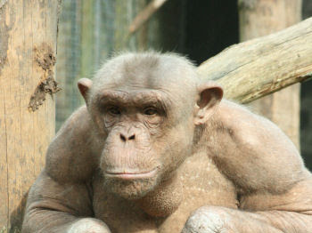 Mongo (1994-2016) | IL MORTO DEL MESE