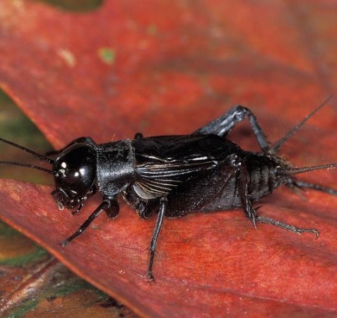 Pasiunea Pescuitului: Greierul - Momeala