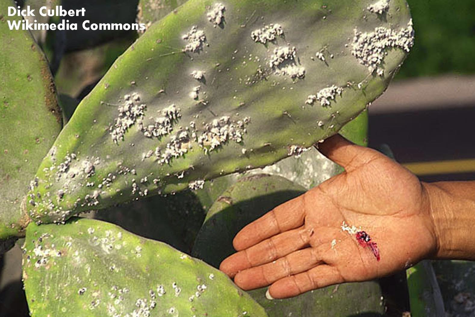 Roots 'n' Shoots: Scale Insects – Pest of the Month