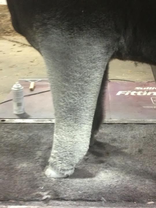 MITTAG Blog: TOP 6 FRONT LEGS