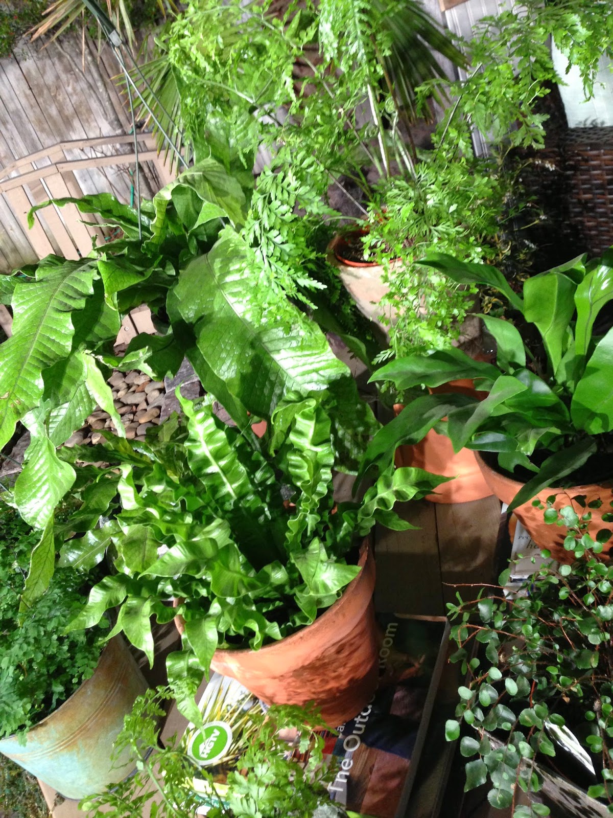 Chris H. Olsen Online Blog: Delicate Indoor Ferns that are Easy to Grow