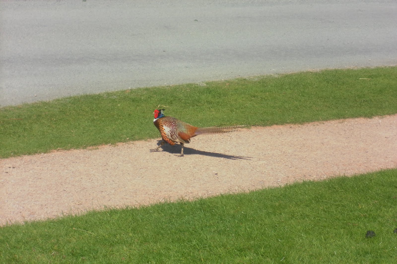 Laura's Life List!: My trip to Welshpool, WALES!