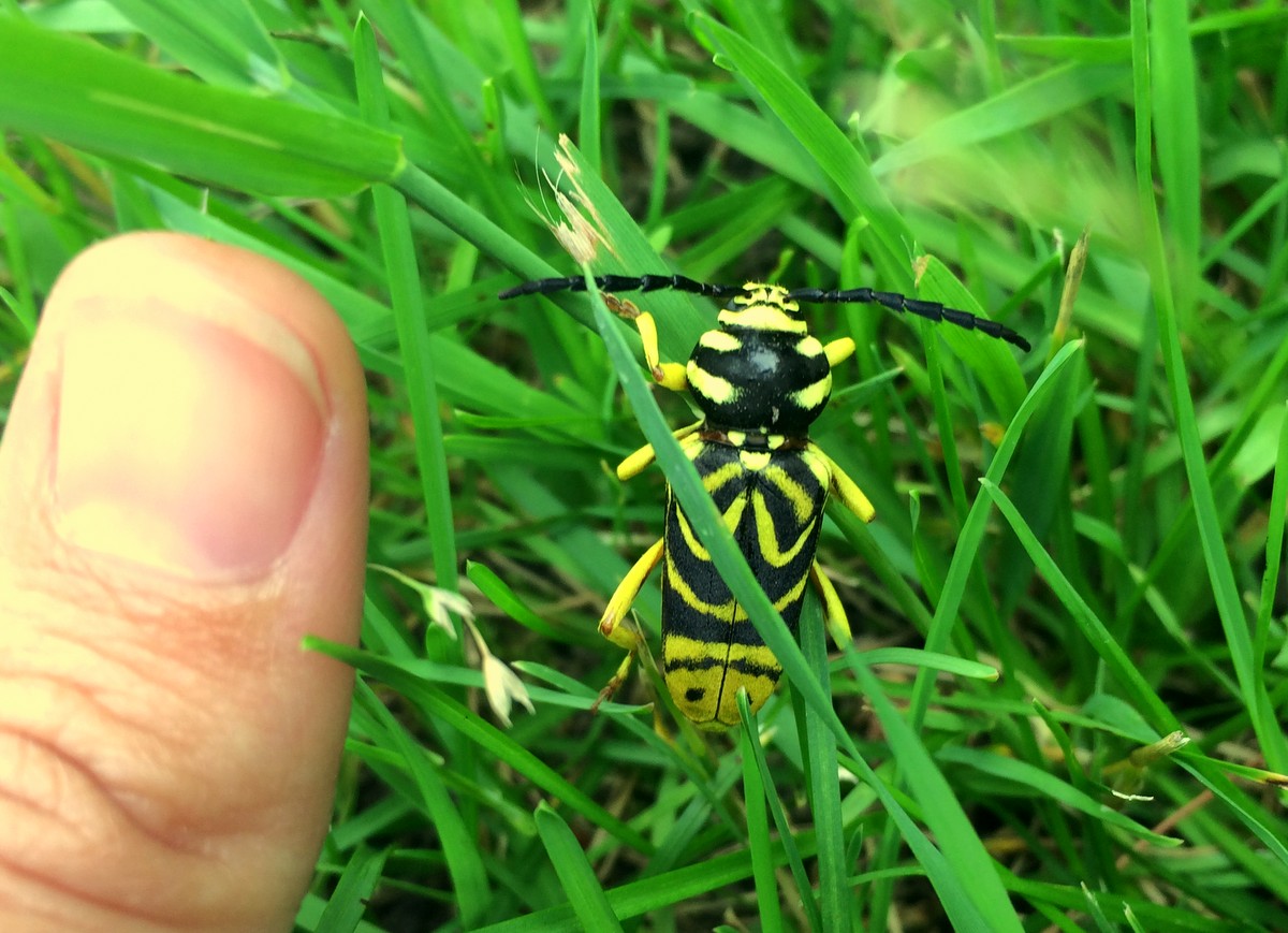 Woods Walks and Wildlife: A Summer Summary: June and July at Our New Home