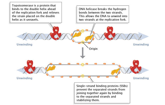 TSS-Connected: ขั้นตอนการจำลองตัวเองของดีเอ็นเอ (DNA replication)