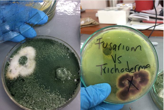 BIOTECNOLOGÍA VEGETAL