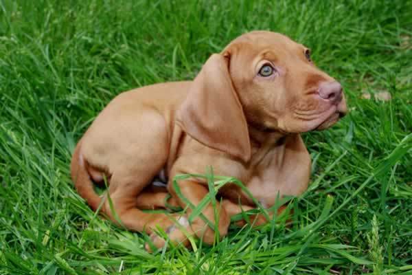 Cute Puppies Breeds Pictures