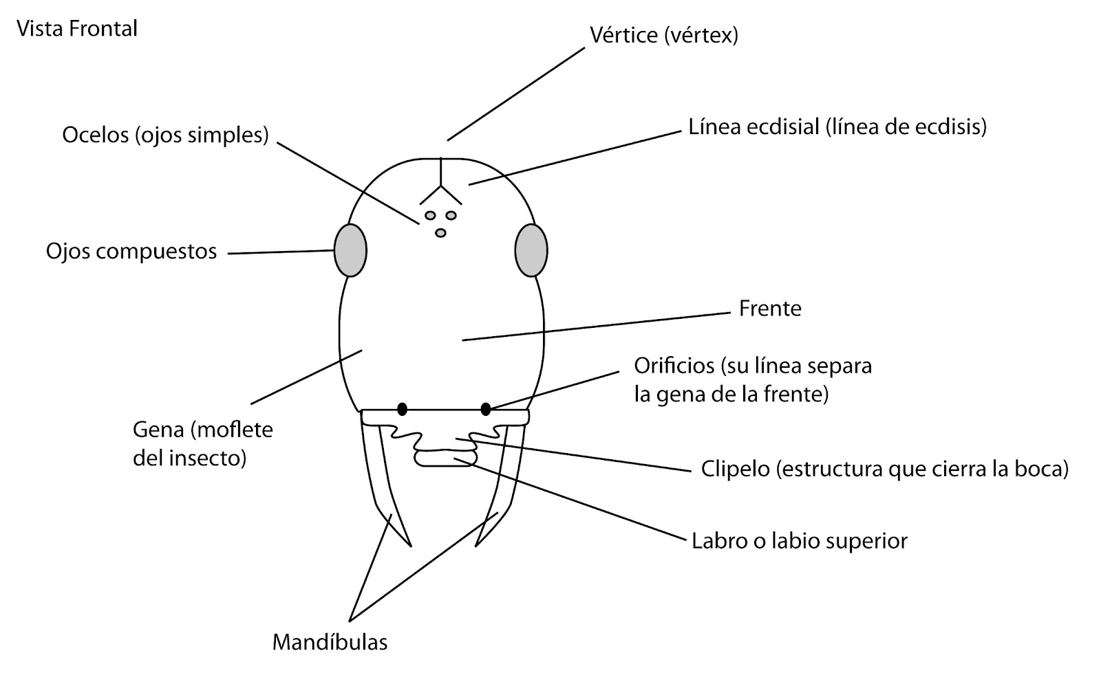 el moderno prometeo: Anatomía de Insectos: Cabeza