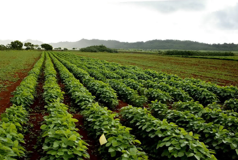 EKOGEO: KEDELAI : SUMBER PROTEIN NABATI