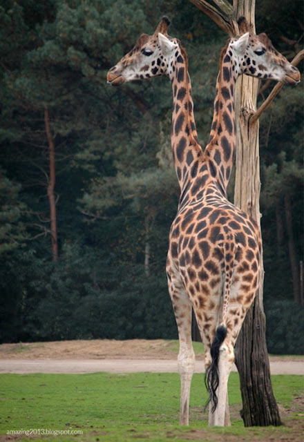 Amazing 2013: Two Headed Animals