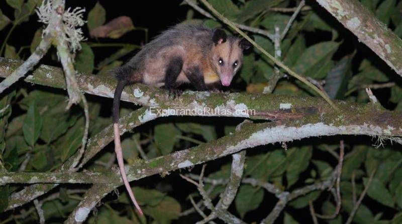 Planeta Vivo: Flora y Fauna Representativa de cada Bioma de Venezuela