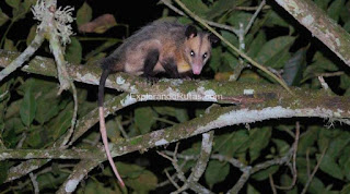 Planeta Vivo: Flora y Fauna Representativa de cada Bioma de Venezuela