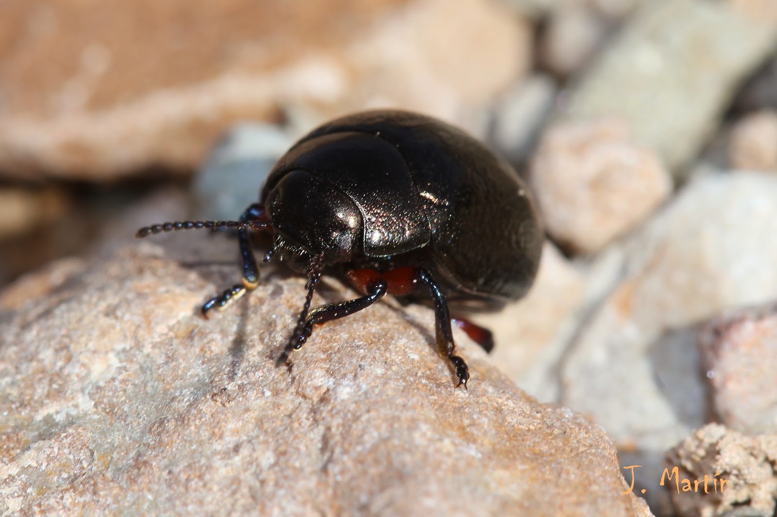 Invertebrados de Ateca.: Chrysolina (Allochrysolina) lepida (Olivier, 1807)