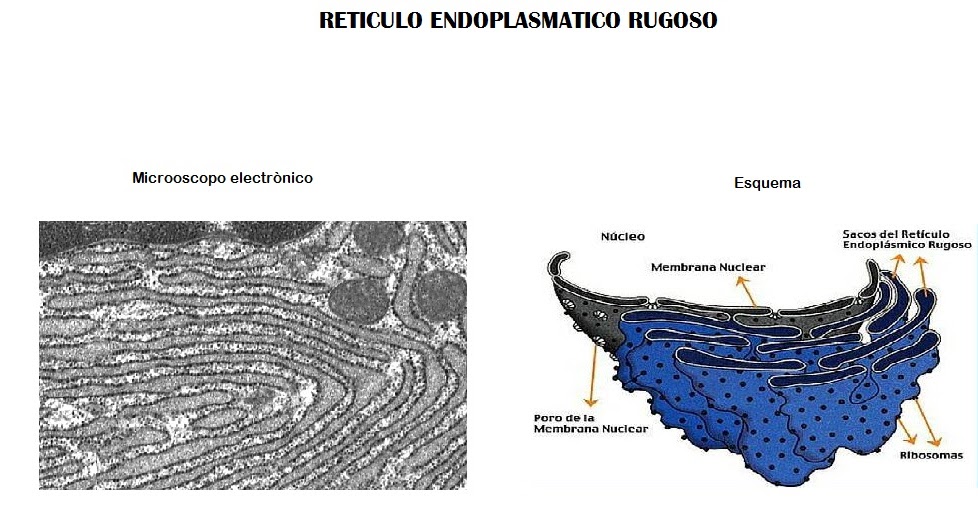 Organelas: RETICULO ENDOPLASMATICO RUGOSO
