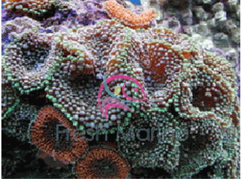 FreshMarine Blog: Red / Pink Ricordea Mushrooms - Ricordea yuma ...