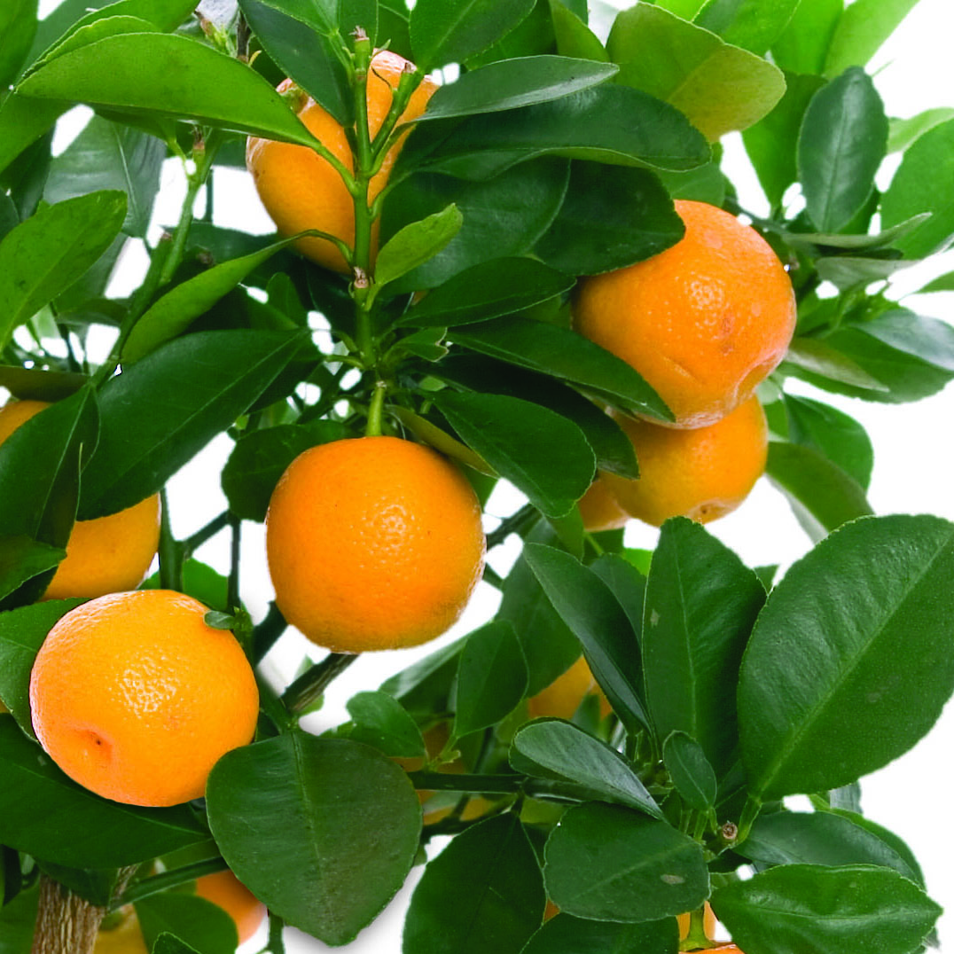 HOW TO GROW AND HARVEST ORGANIC ORANGE - Kilimo Hai