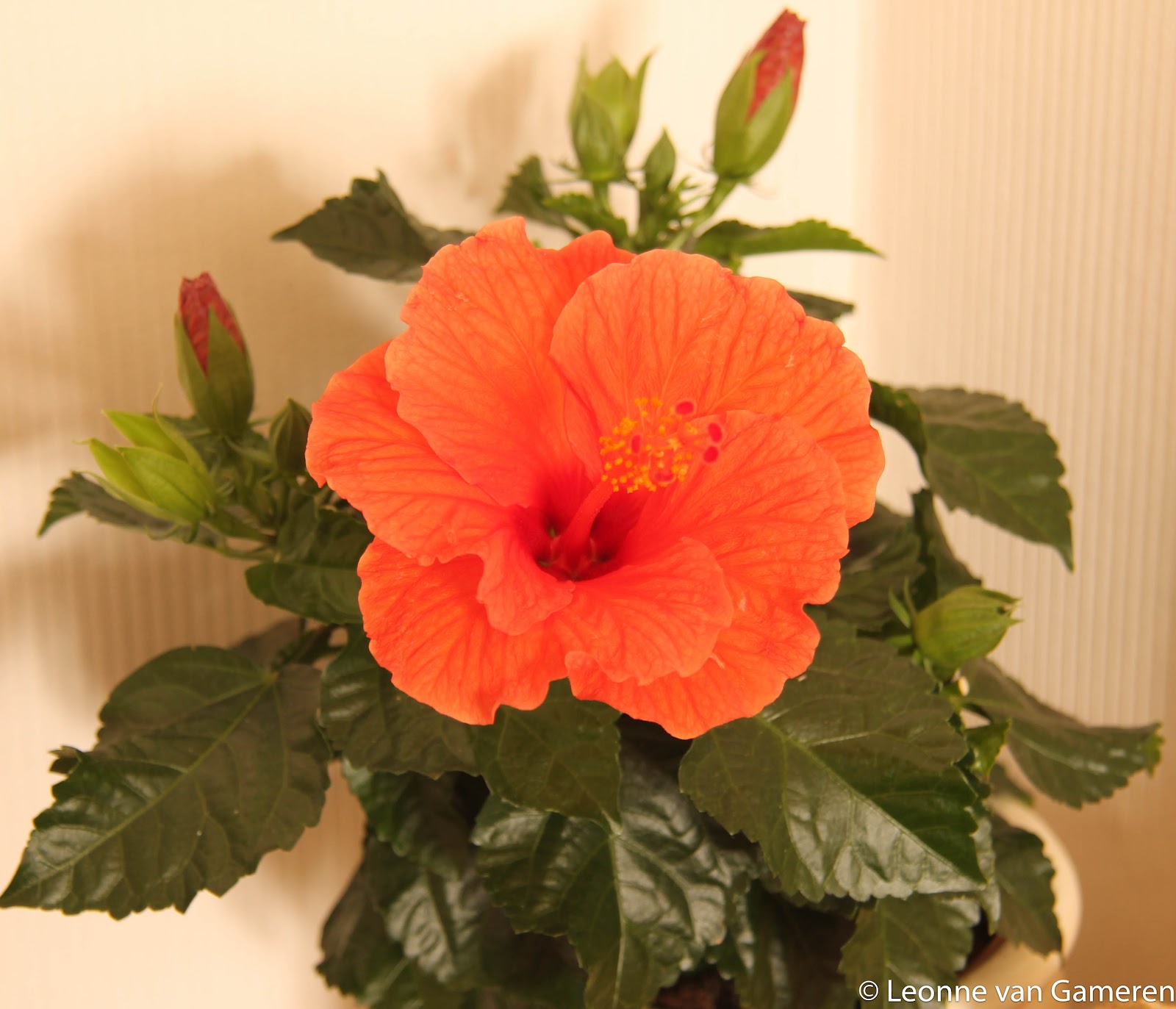 Leonne foto piu belle: Chinese roos