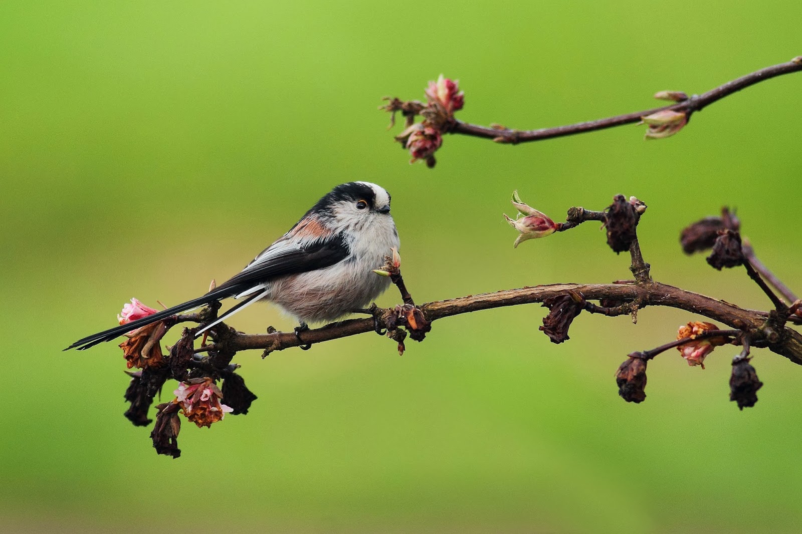 Natuurfotodagboek van Gerard Roest: Mezen fotograferen
