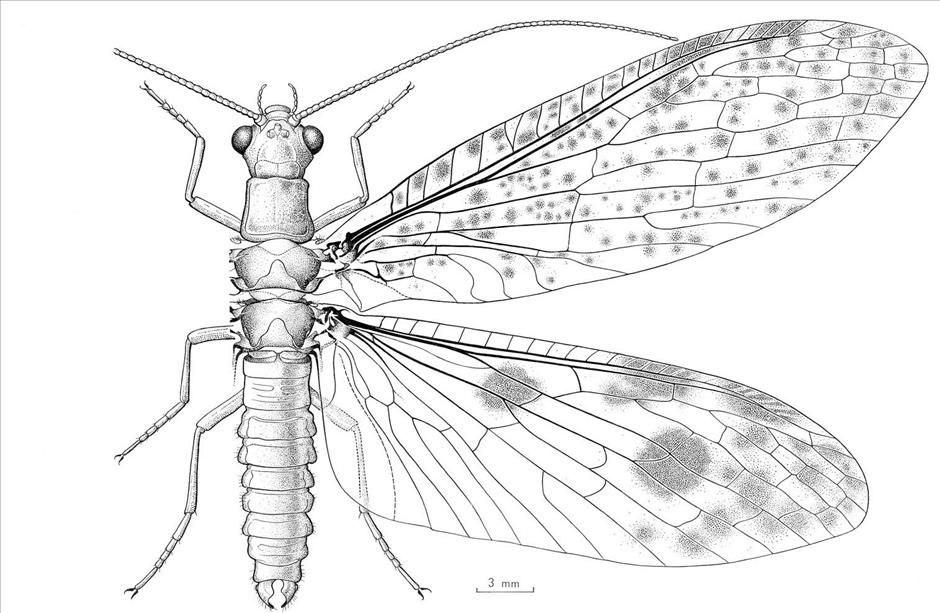 The Nature of Robertson: When is a Stonefly not a Stonefly? Ask Mr Dobson.
