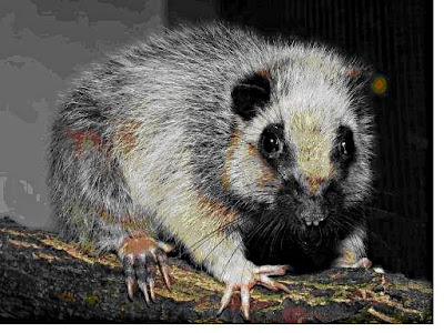 Ovaltes: Cloud Rats Habitat and Conservation Philippines