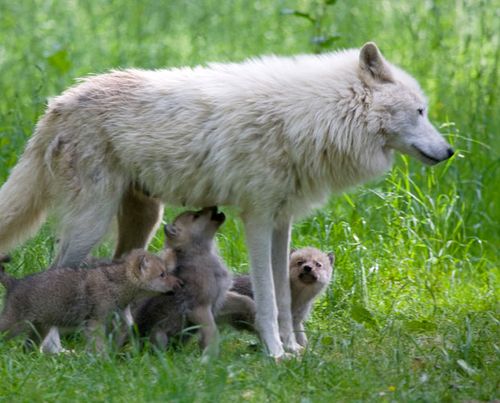 White Wolf : Stunning Images Showcase the Cuteness of Fluffy Arctic ...