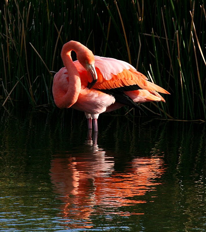 Birding Is Fun!: Call Me A Birder