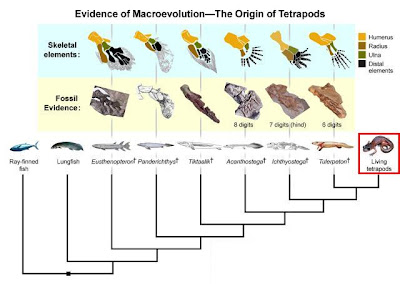 Les poissons n'existent pas: Les mystères de la phylogénie...