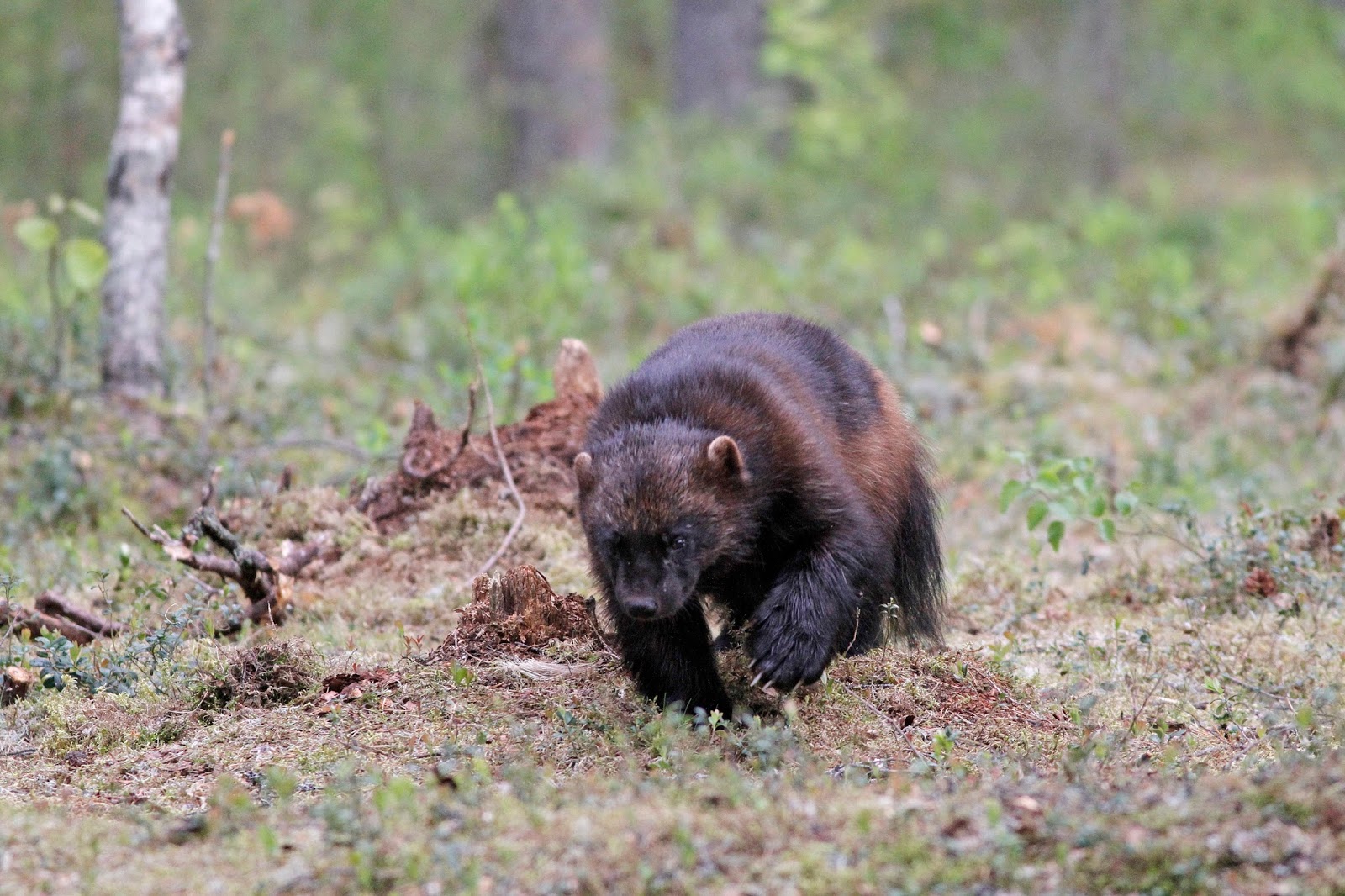 Cream Tea Birding: FINLAND - Wolverine and Bear!